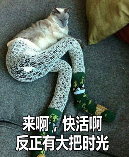大长腿性感小野猫表情包