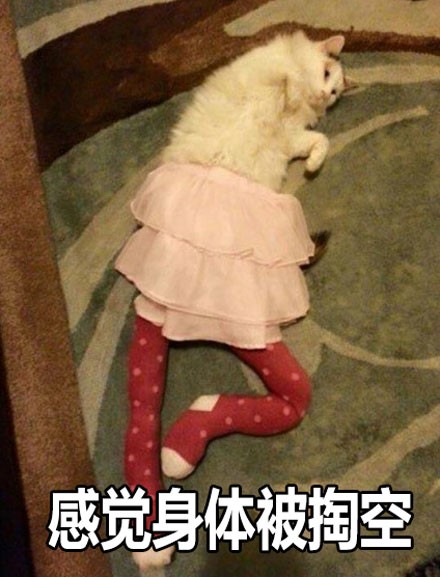 大长腿性感小野猫表情包