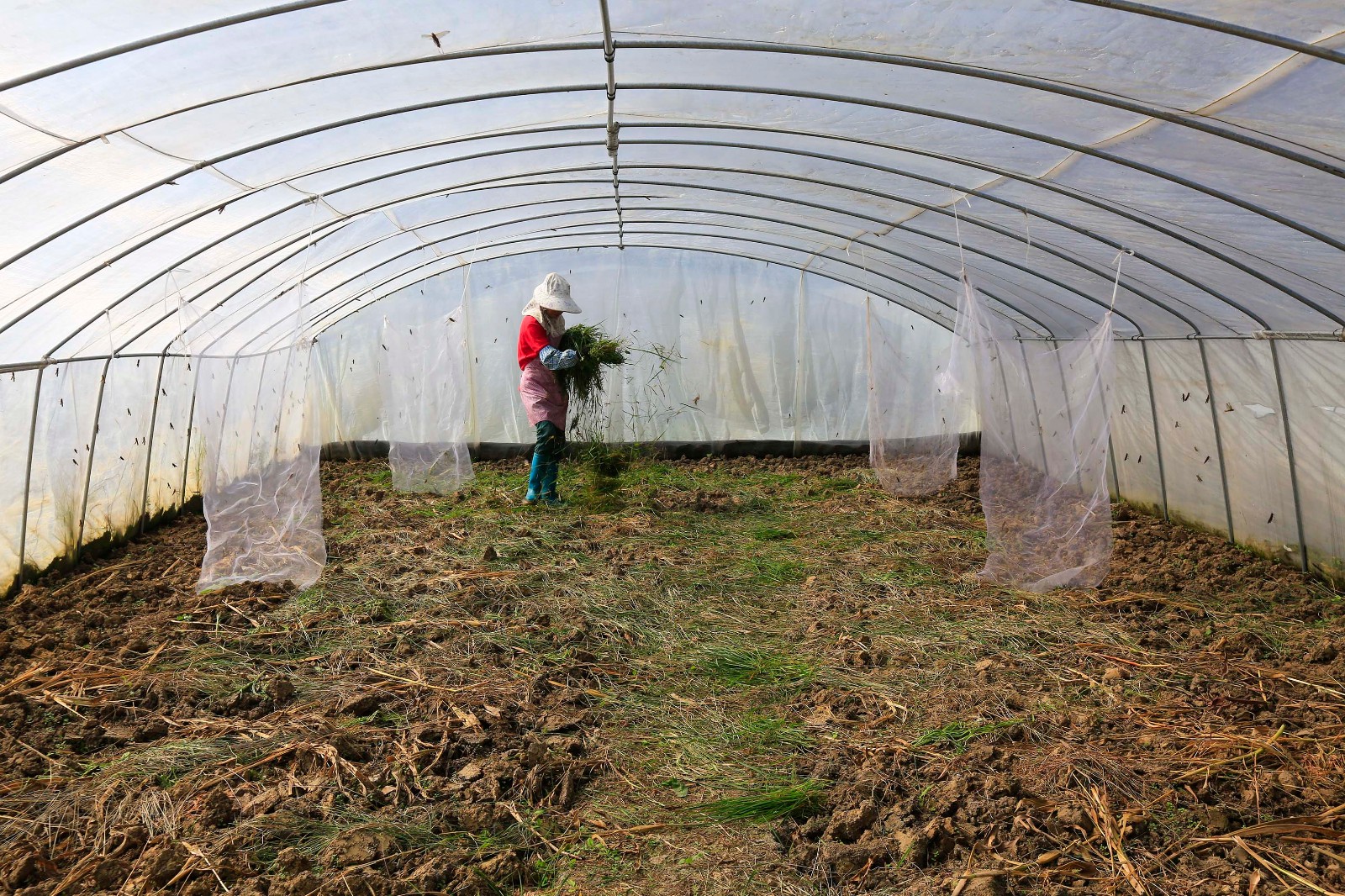 农民把蚂蚱当宝贝喂养，年收益上十万元，这个油炸蚂蚱你敢吃不？|蚂蚱|油炸|大棚_新浪新闻