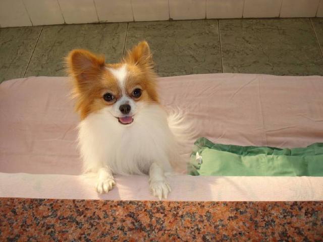 最可爱的小型犬有哪些？十大可爱的小型犬推荐！|小型犬|主人|贵宾犬_新浪新闻