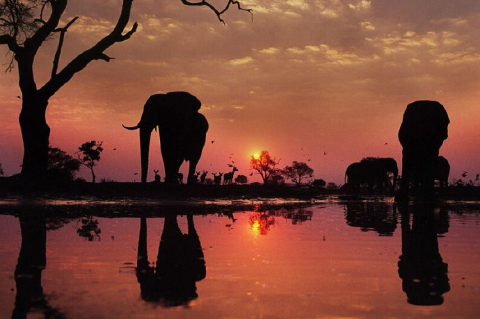 夕阳下的非洲大草原，唯美的动物剪影…
