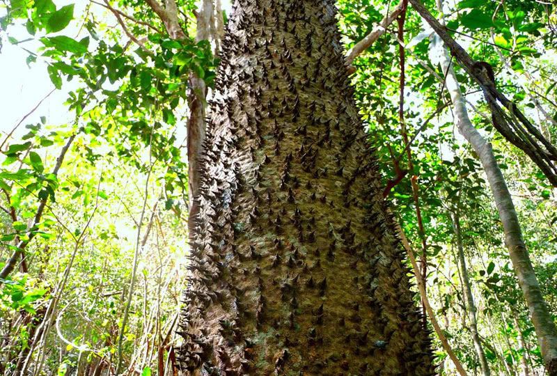 这树浑身是毒刺猴子都怕，果实像南瓜却会爆炸，做文玩挺漂亮|爆炸|响盒子|果实_新浪新闻