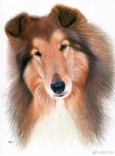 超写实女画家Karen Hull ，超喜欢图一的猫。_新浪新闻