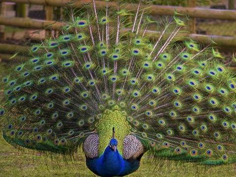 凤育九雏，为何很多人只知道孔雀？凤凰一共生了哪九种神鸟？|凤凰|孔雀|神鸟_新浪新闻