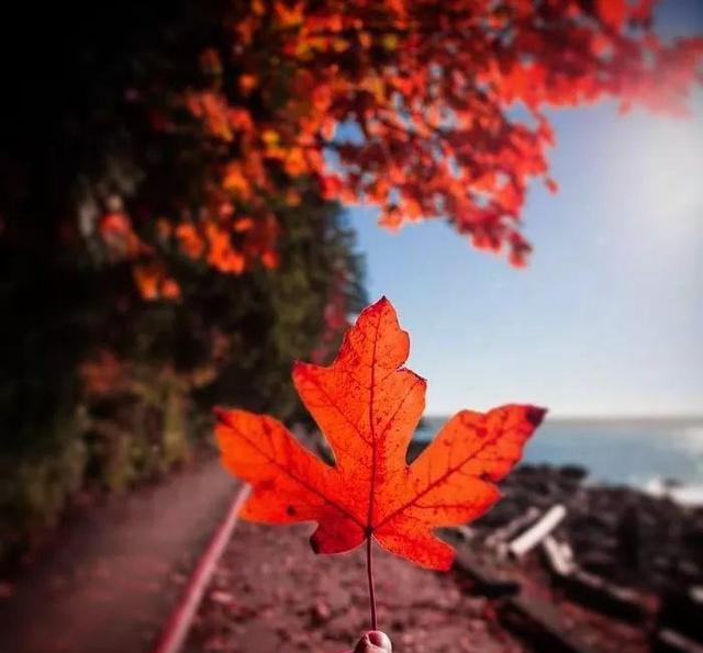 温哥华哪里才能看到最美的枫叶？还带360度海景的那种？