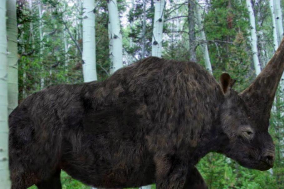 29000年的独角兽化石，复原后与传说中的独角兽形成鲜明对比|库班|独角兽|化石_新浪新闻