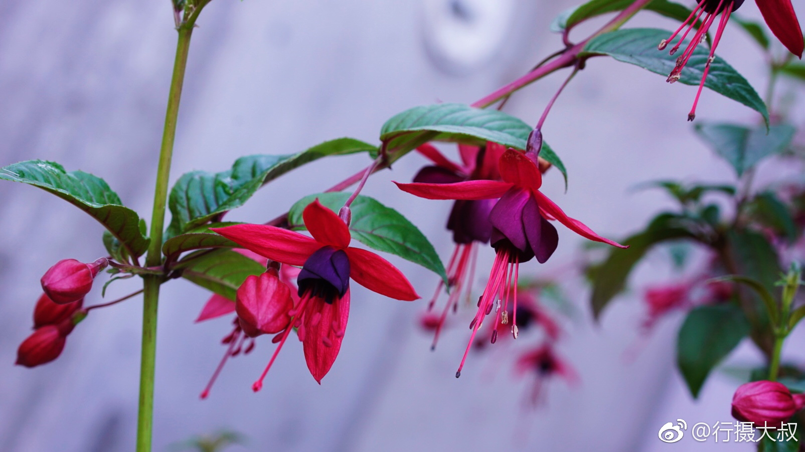 温哥华布查德花园Butchart Garden，是废墟上建起的美丽田园