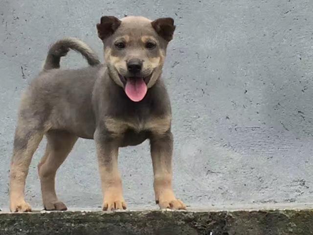 30元买的土狗，朋友看后说：猴脸，豹子头，难得一见的极品土狗！|土狗|豹子头|打猎_新浪新闻