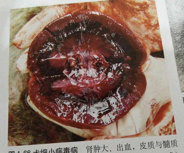 宠物狗犬细小（cpv）的诊断与治疗|心肌炎|肠炎|幼犬_新浪新闻