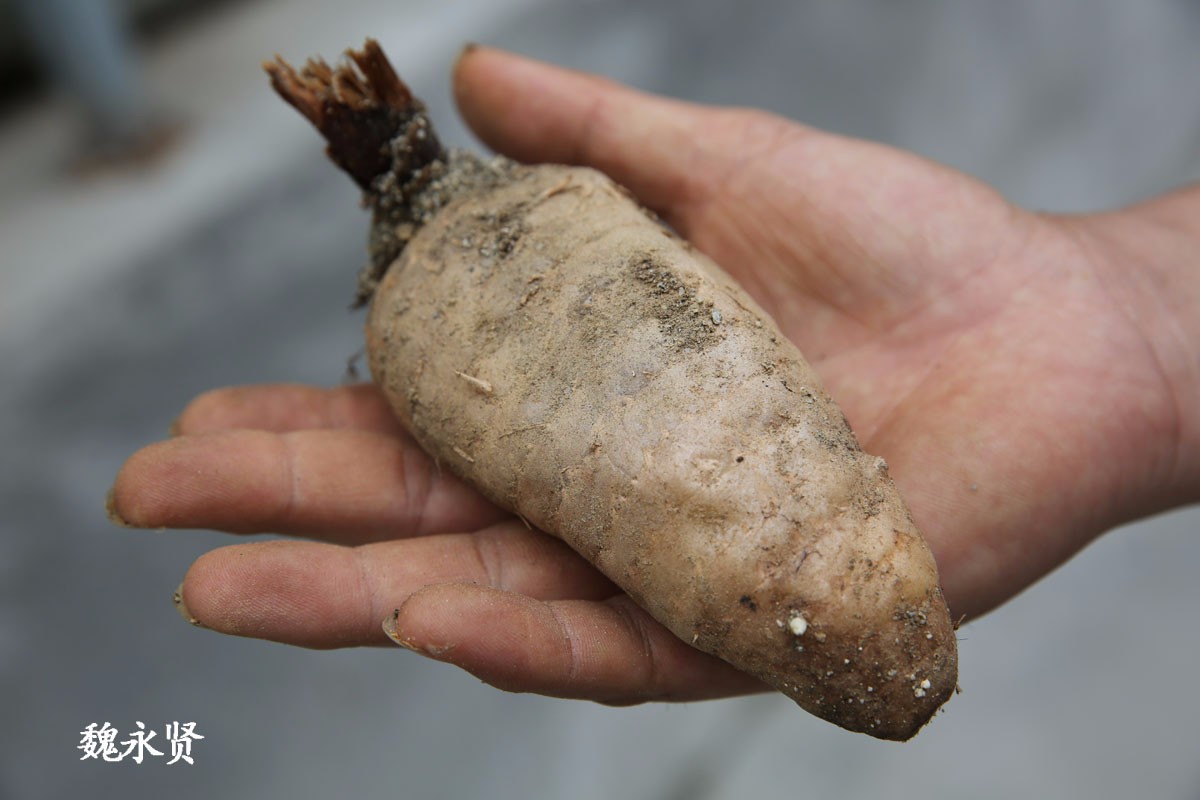 从金到土的跨界：80后金匠返乡创业投百万种天麻|天麻|蜜环菌|何毅|栽培|80后_新浪新闻