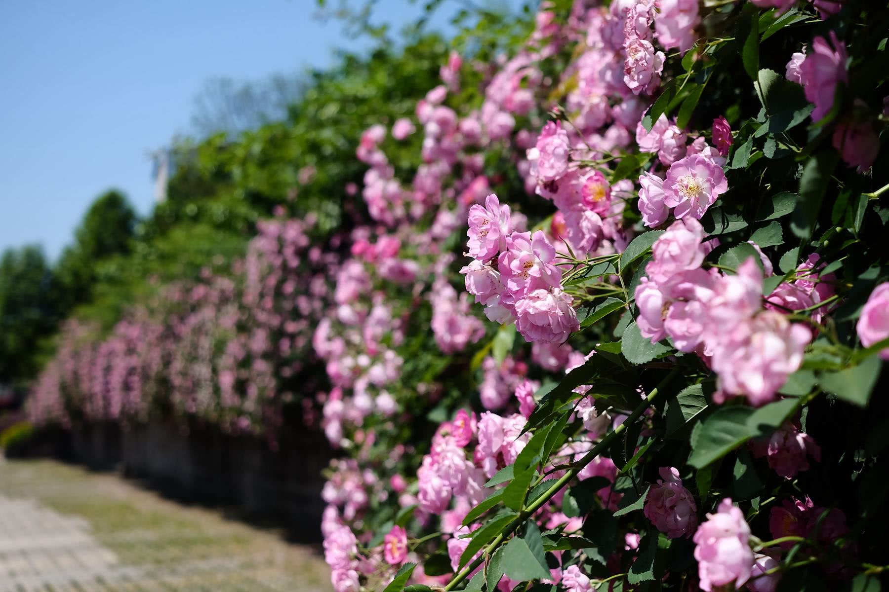 壮观！万州太白岩公园蔷薇盛开，现“醉美”花墙景观！