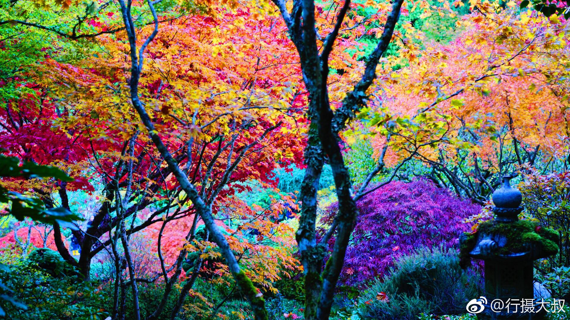 温哥华布查德花园Butchart Garden，是废墟上建起的美丽田园