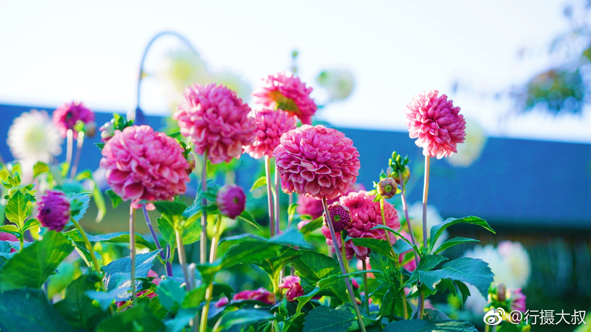 温哥华布查德花园Butchart Garden，是废墟上建起的美丽田园|布查|花园|废墟_新浪新闻