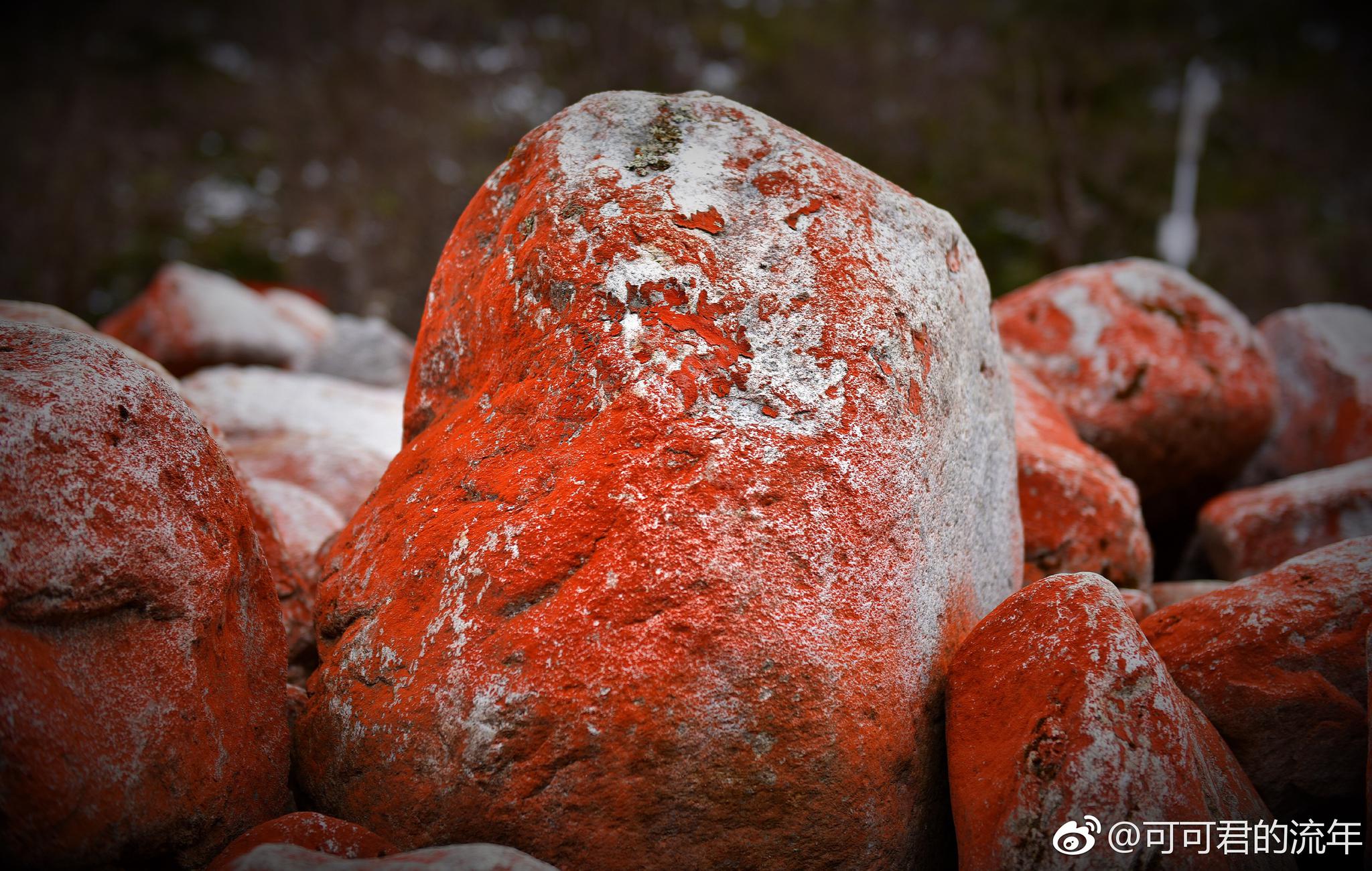 曾经看到过别人拍的红石头，很幸运自己也看到了|苔藓|走道|木格措景区_新浪新闻