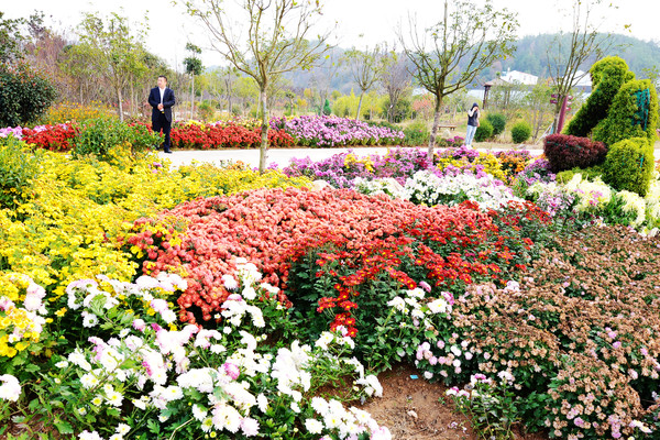 麻城，除了如火的十万亩杜鹃，还有似金的五万亩菊花