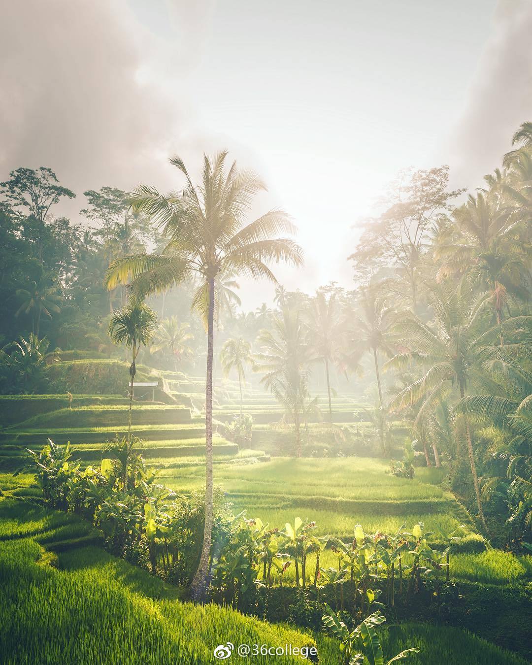 春天绿色的田野，温和的阳光温暖着我的脸 | Merve Çevik|田野|阳光|绿色_新浪新闻