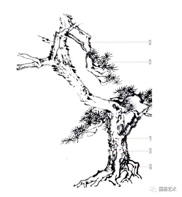 图文教程：松树的画法解析|松针|松树|松干_新浪新闻