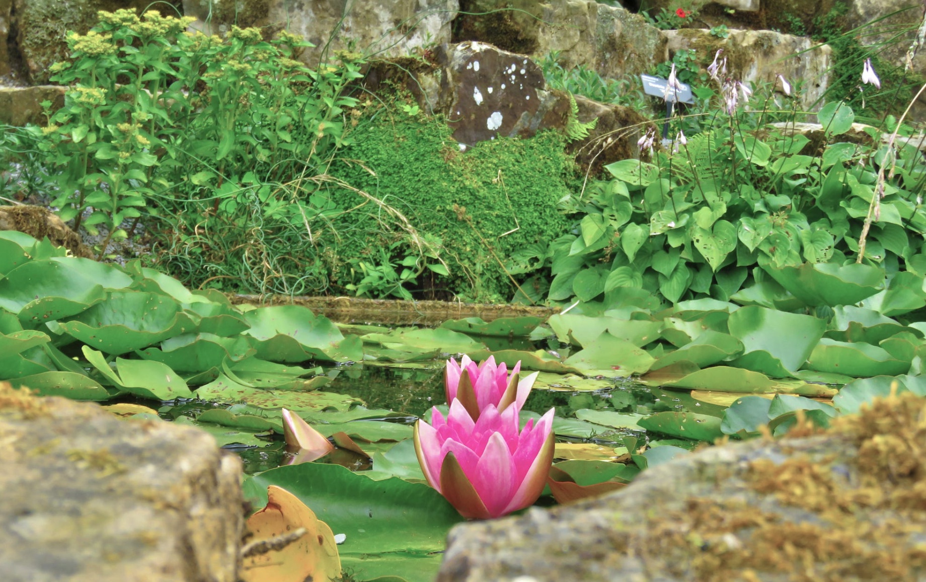 威斯丽花园（Wisley Garden）是英国皇家园艺协会(RHS)旗下花园中最精|花园|斯丽|园艺_新浪新闻