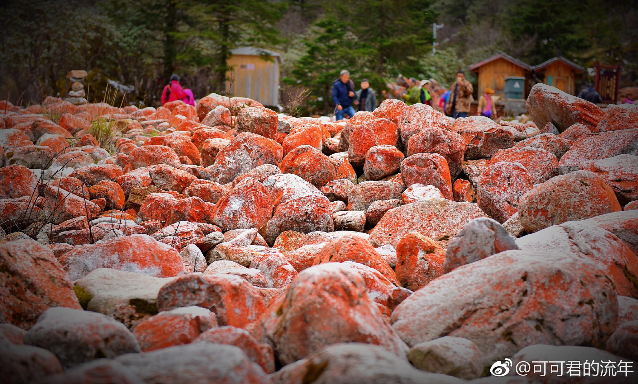 曾经看到过别人拍的红石头，很幸运自己也看到了|苔藓|走道|木格措景区_新浪新闻
