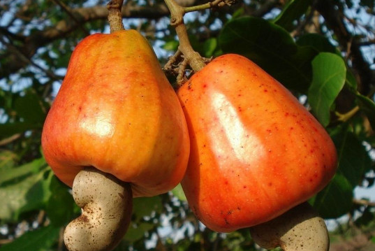 名字好听，价格又贵，却很难吃的6种水果，全吃过怕是土豪|水果|菊薯|雪莲果_新浪新闻