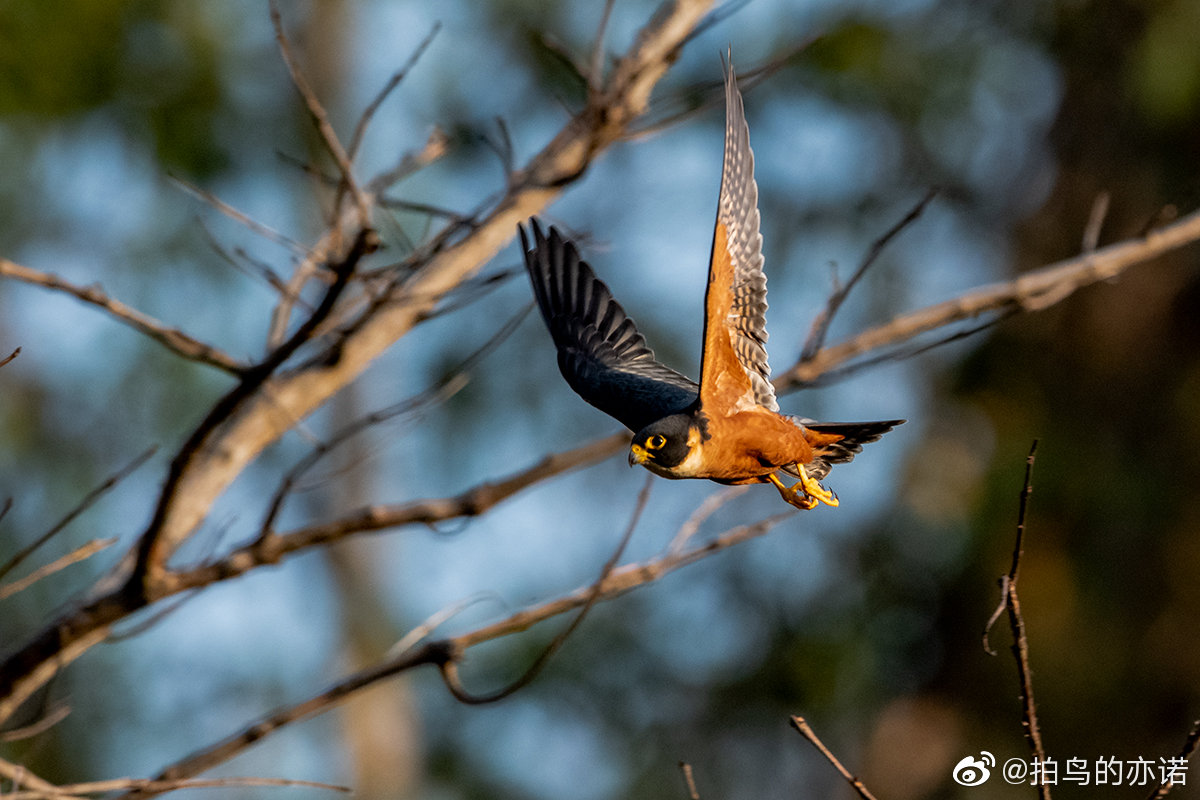 猛隼（学名：Falco severus）：小型猛禽，体长25-30厘米