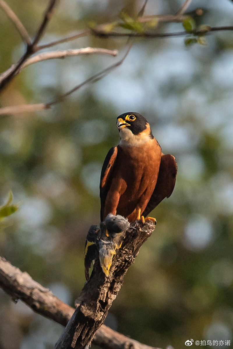 猛隼（学名：Falco severus）：小型猛禽，体长25-30厘米