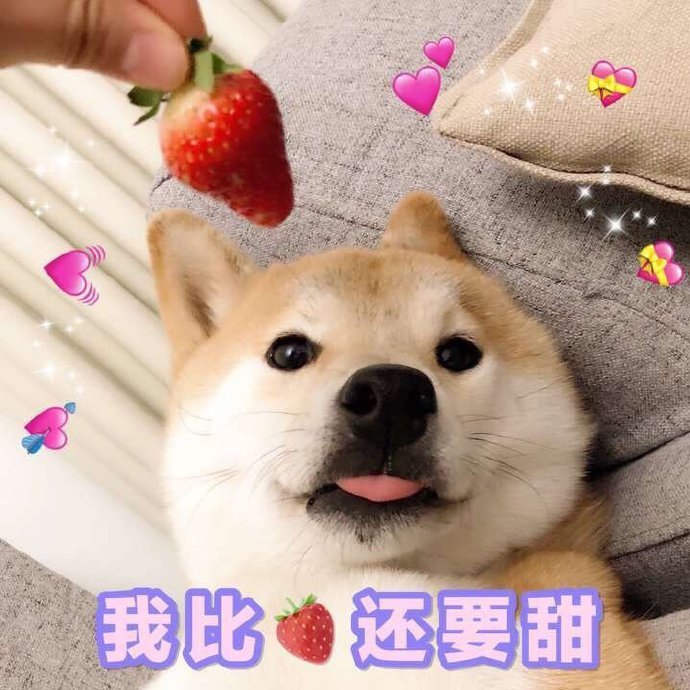 超实用的狗子表情包|狗子|表情包_新浪新闻