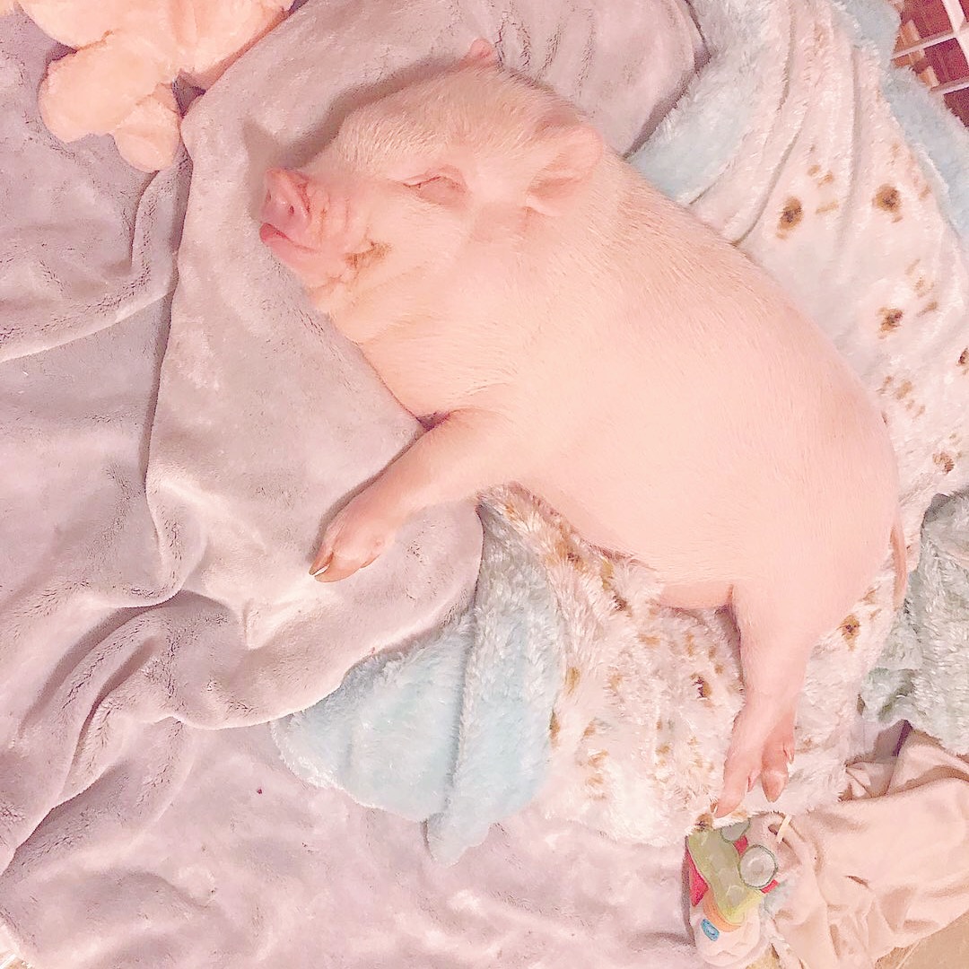想做只猪，吃饭睡觉，保持可爱可爱吃饭猪新浪新闻