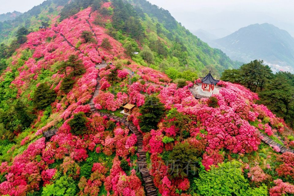 五一好去处：岭上开遍哟，映山红，人间四月天，快来麻城看杜鹃！