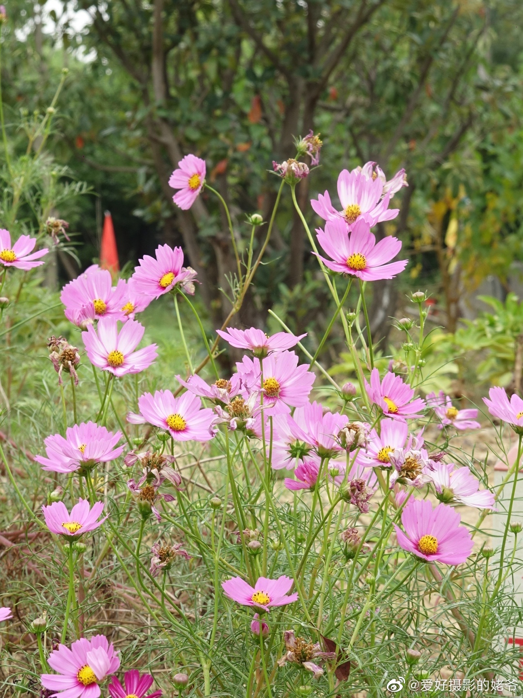 公园里的景，国庆节三江口公园。|三江口公园|国庆节|公园_新浪新闻