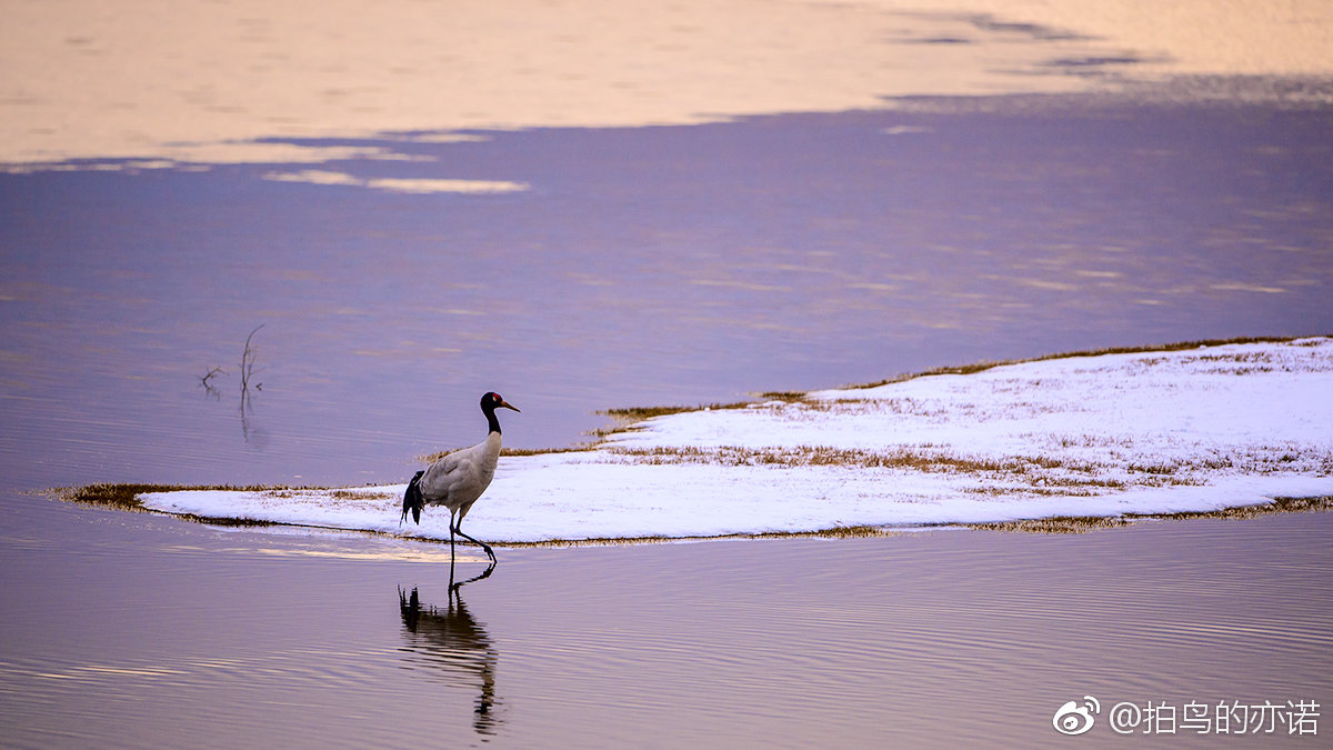 黑颈鹤（学名：Grus nigricollis，英文名：Black-necked Crane）_新浪新闻