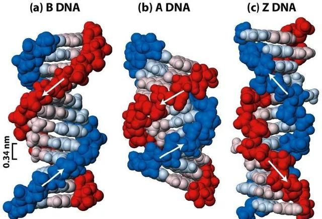 从右旋DNA说起——DNA双螺旋为什么大多是右旋？|双螺旋|核糖|手性_新浪新闻