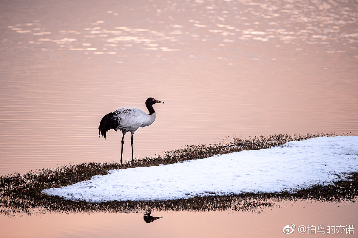 黑颈鹤（学名：Grus nigricollis，英文名：Black-necked Crane）_新浪新闻