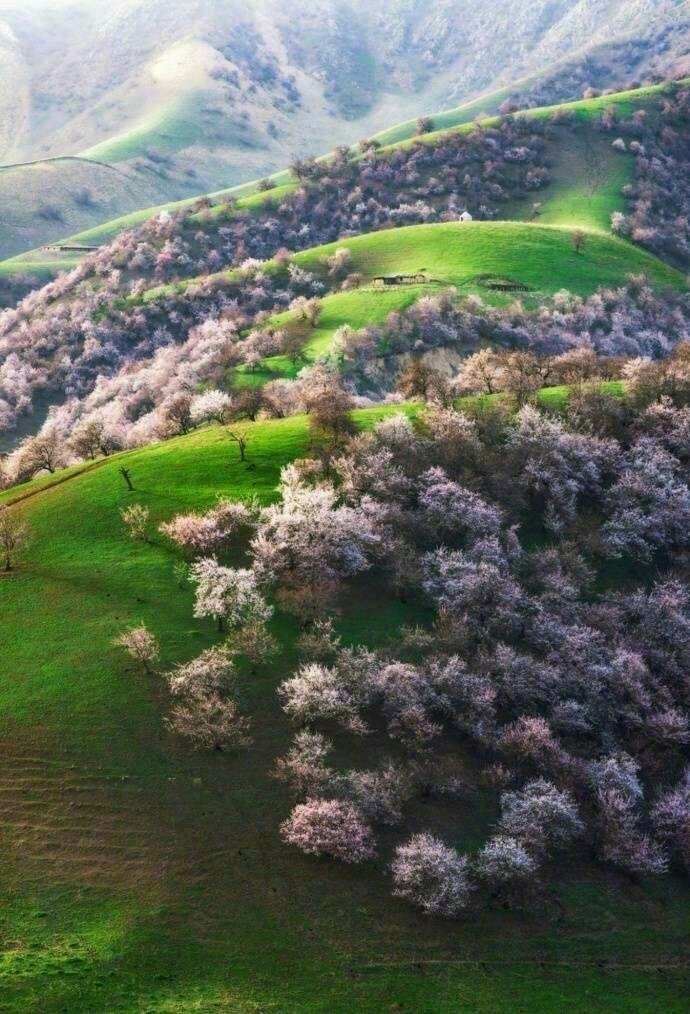 新疆伊犁杏花沟花期将至，各位了解一下|新疆|杏花|伊犁_新浪新闻