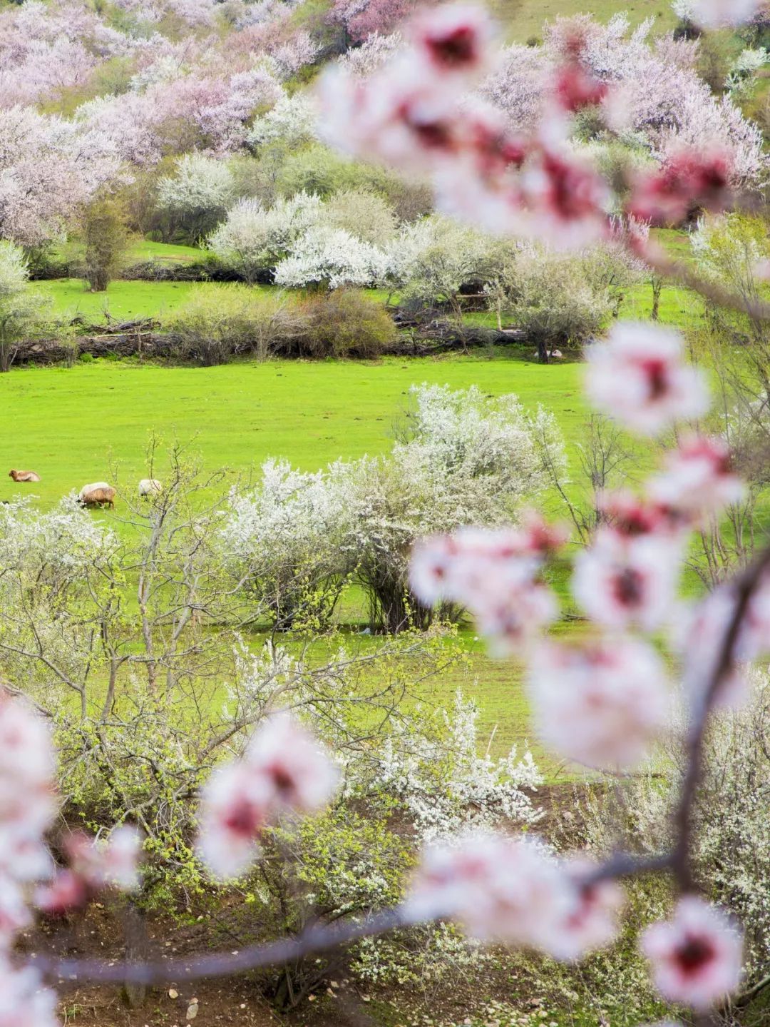 三万亩杏花开了，我才知道，“新疆，原来你的春天这么美”|新疆|杏花|伊犁河谷_新浪新闻