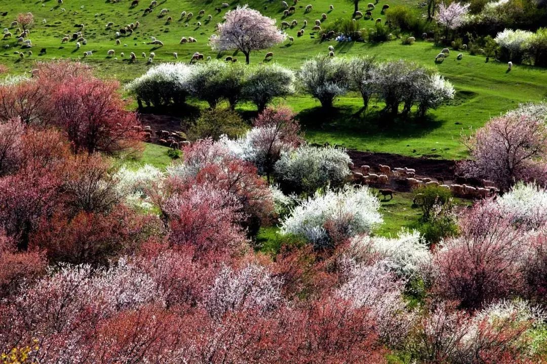 三万亩杏花开了，我才知道，“新疆，原来你的春天这么美”|新疆|杏花|伊犁河谷_新浪新闻