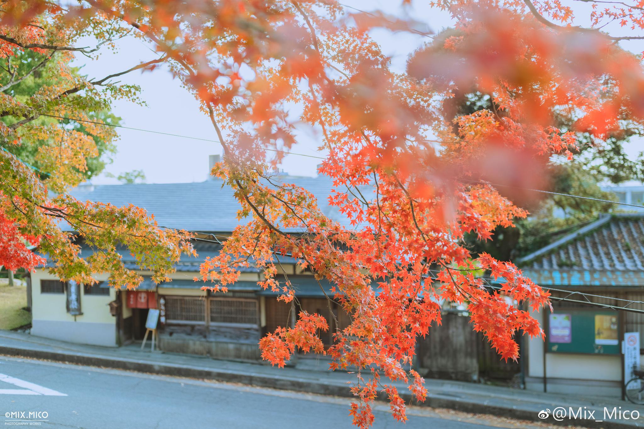 《奈良秋光》💁🏻 ♀️：@Icey艾昔 📸：Mix_Mico