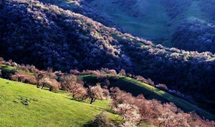 新疆伊犁杏花沟花期将至，各位了解一下|新疆|杏花|伊犁_新浪新闻