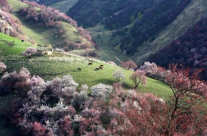 新疆伊犁杏花沟花期将至，各位了解一下|新疆|杏花|伊犁_新浪新闻