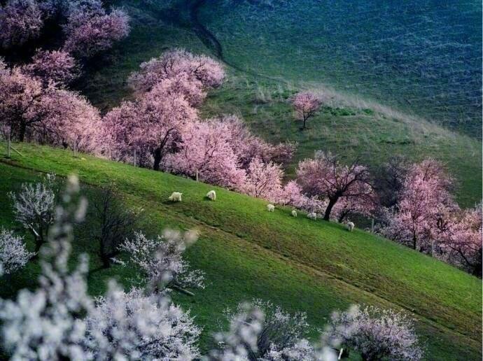 新疆伊犁杏花沟花期将至，各位了解一下|新疆|杏花|伊犁_新浪新闻