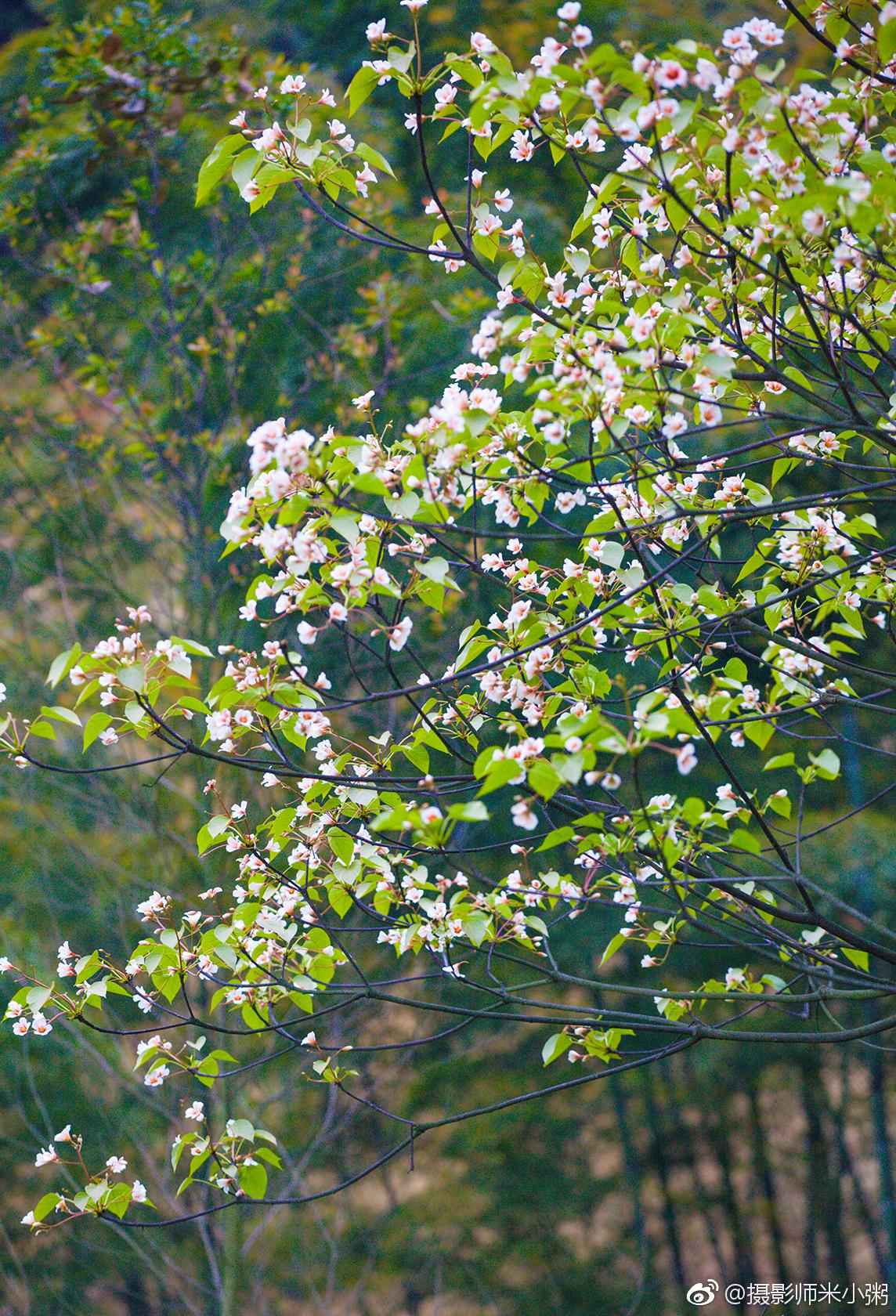 四川犍为芭沟村，一年一度的桐子花开
