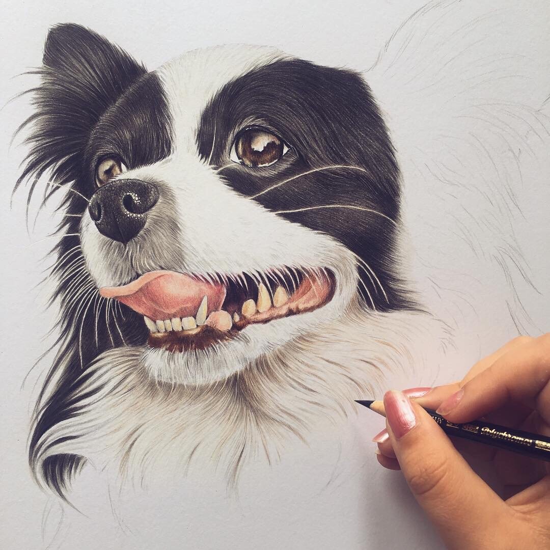 动物肖像插画艺术家 lilz_art