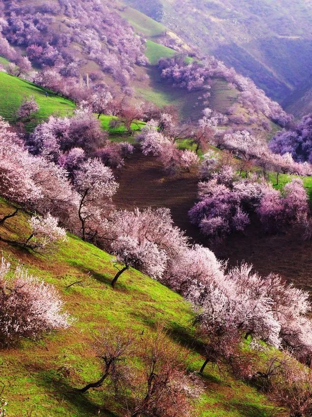 三万亩杏花开了，我才知道，“新疆，原来你的春天这么美”|新疆|杏花|伊犁河谷_新浪新闻