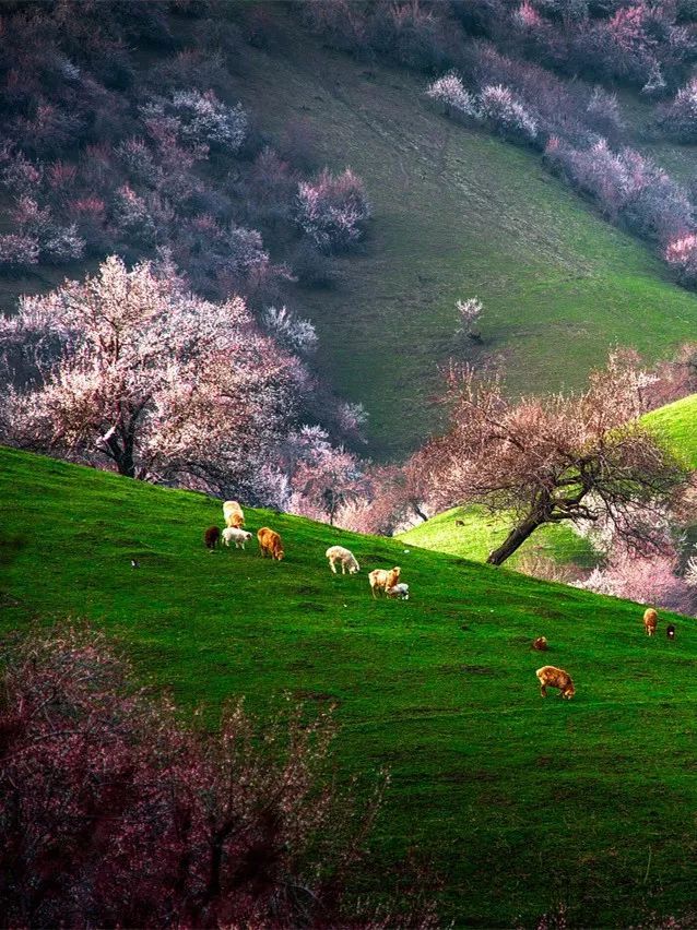 三万亩杏花开了，我才知道，“新疆，原来你的春天这么美”|新疆|杏花|伊犁河谷_新浪新闻