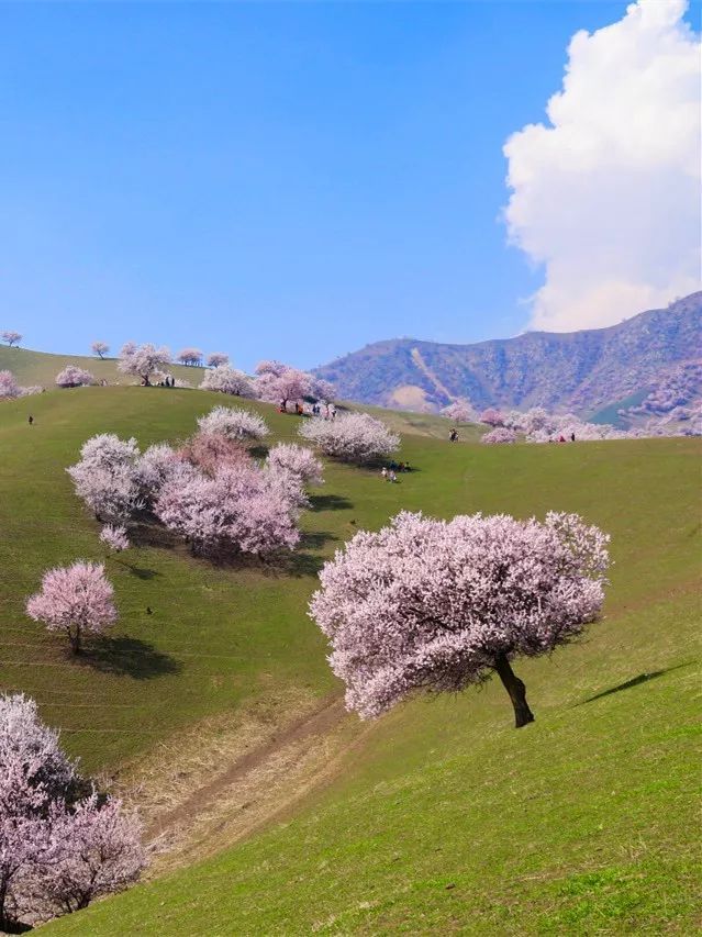 三万亩杏花开了，我才知道，“新疆，原来你的春天这么美”|新疆|杏花|伊犁河谷_新浪新闻