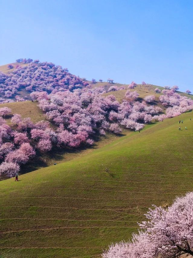 三万亩杏花开了，我才知道，“新疆，原来你的春天这么美”|新疆|杏花|伊犁河谷_新浪新闻