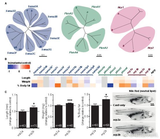 Cell：科学家从下丘脑“揪出”体重控制基因—SEMA3A