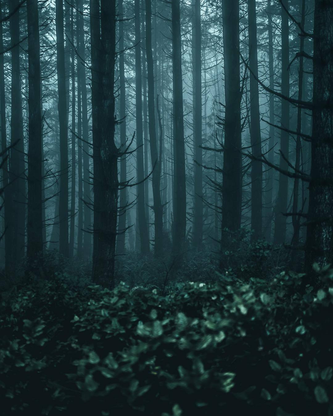 忧郁而神秘的森林美国摄影师、电影制作人、冒险家 Dylan Furst|冒险家|摄影师|森林_新浪新闻