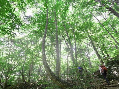 日本首个世界遗产—“白神山地”健行！在原生榉木林享受森林浴|大自然|榉木|白神山地_新浪新闻