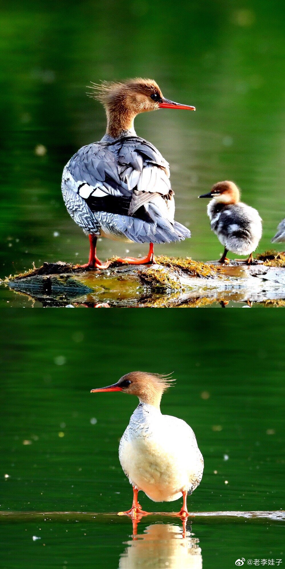 中华秋沙鸭 @随手拍长春 @乐游关东@a7CLUB a7r3 FE 100-400 老周